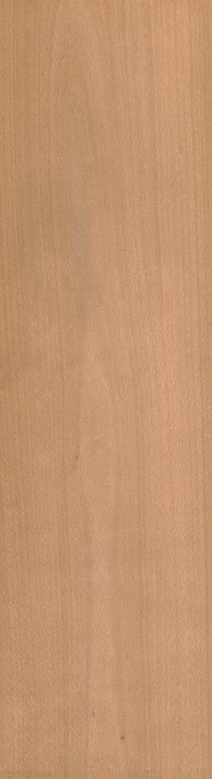 Steamed Beech - PremierForest